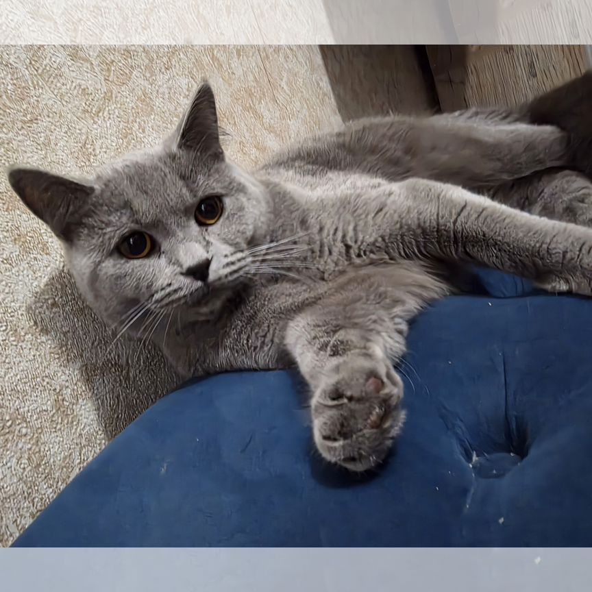 Британский короткошёрстный котёнок