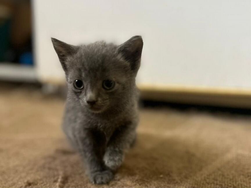 Русская голубая кошка