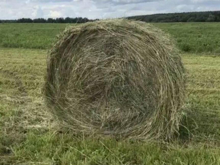 Сено с доставкой, кострец, ангарного хранения