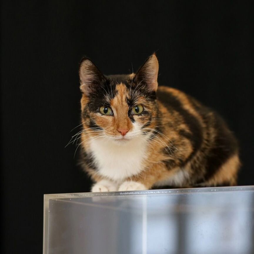 Кошка