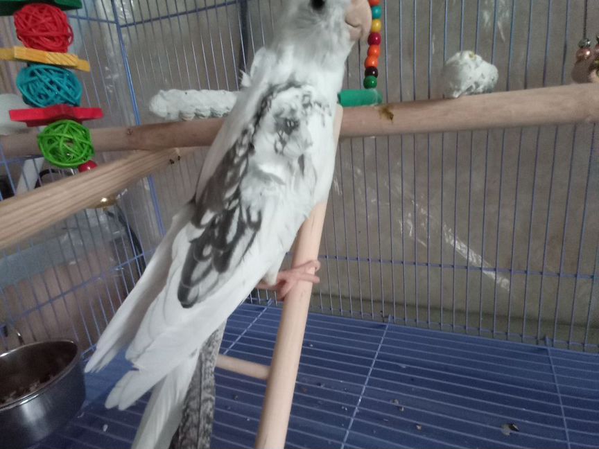 Корелла безщекая
