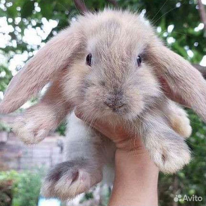 Самцы французского барана