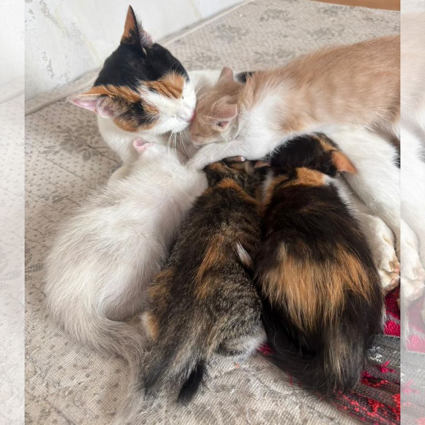 Котята в добрые руки