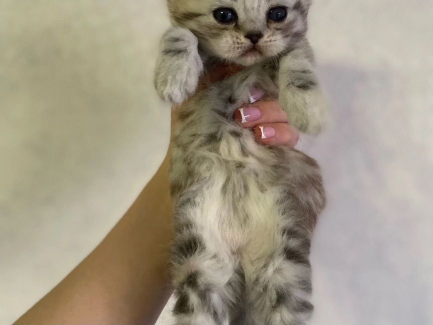 Британская прямоухая кошечка, мраморной окраски