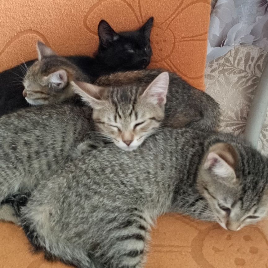 Котята в добрые руки, два мальчика и две девочки