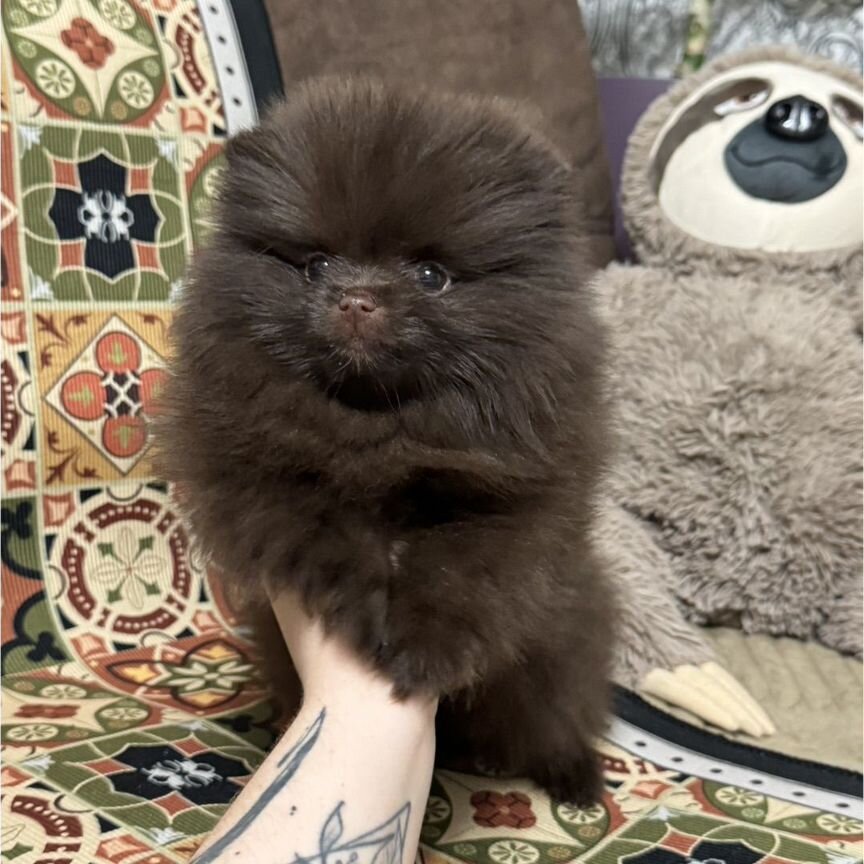 Померанский шпиц, щенок