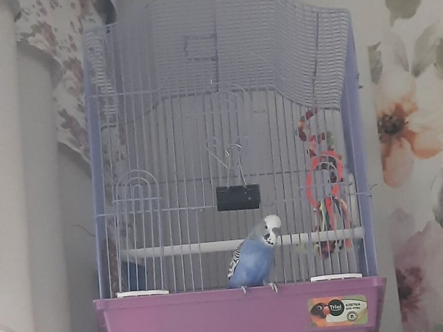 Волнистый попугайчик с клеткой