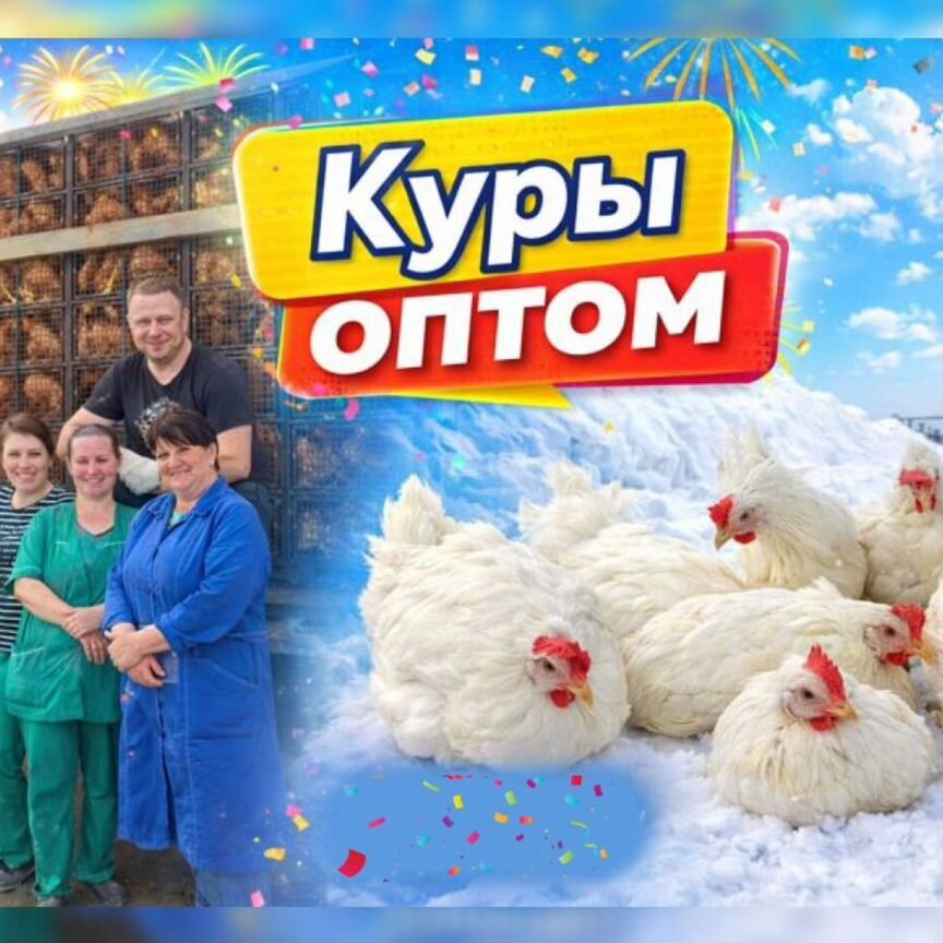 Куры рыжие, куры белые