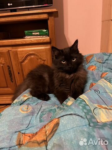 Котик в добрые руки