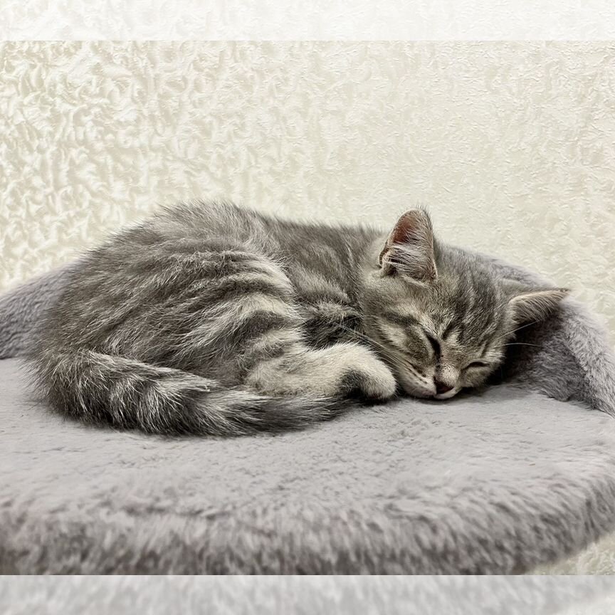 Британский короткошёрстный котёнок