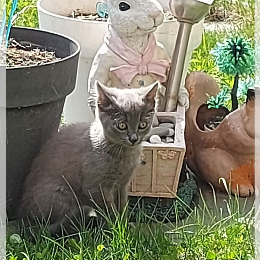 Котёнок в добрые руки