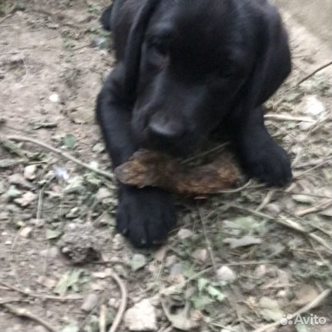 Милые щенки лабрадора