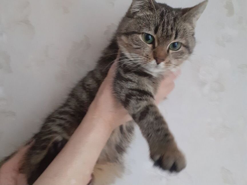 Мэгги 8 мес стерилизована