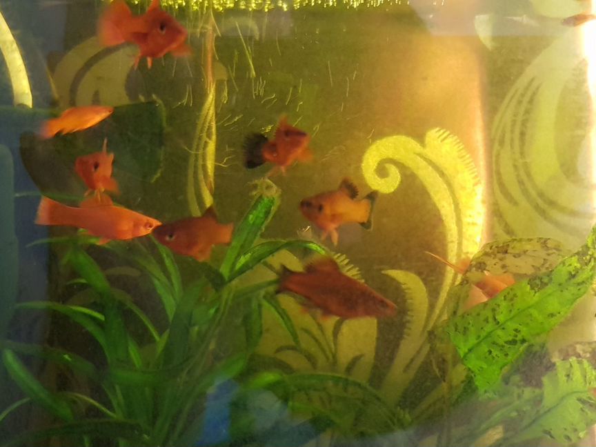 Меченосцы красные