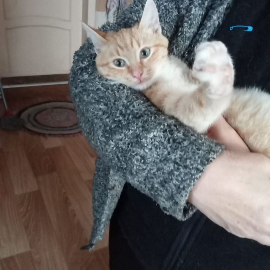 Котенок в добрые руки