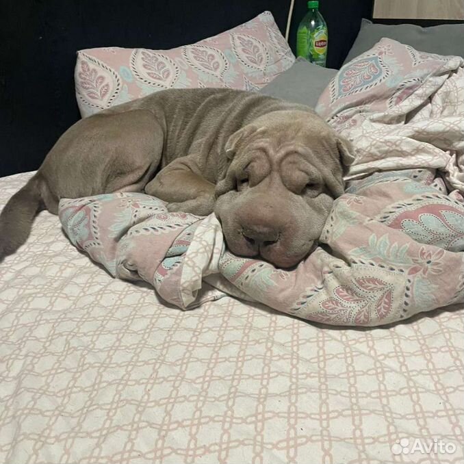 Шарпей муж на час