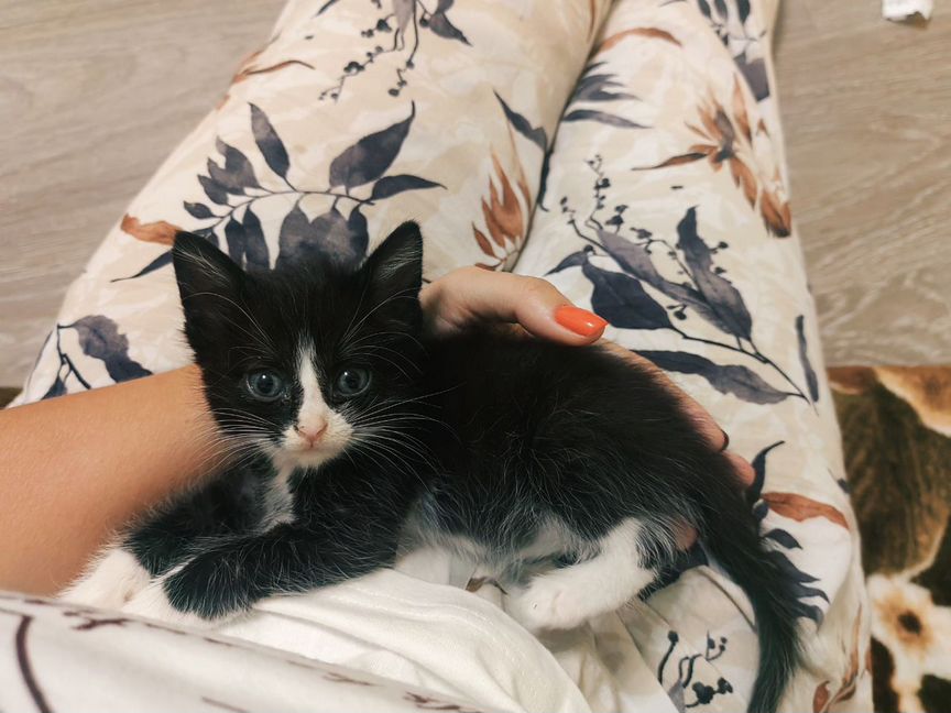 Черно-белый котенок ищет дом