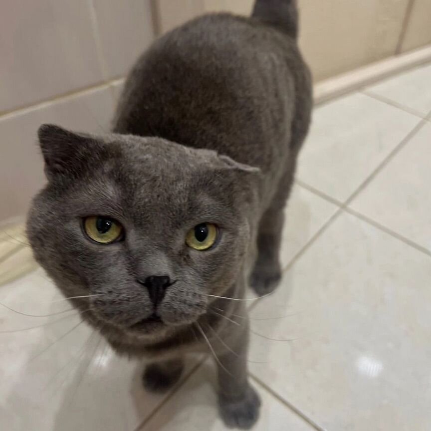 Кот