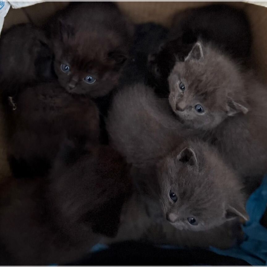 Сибирский котёнок