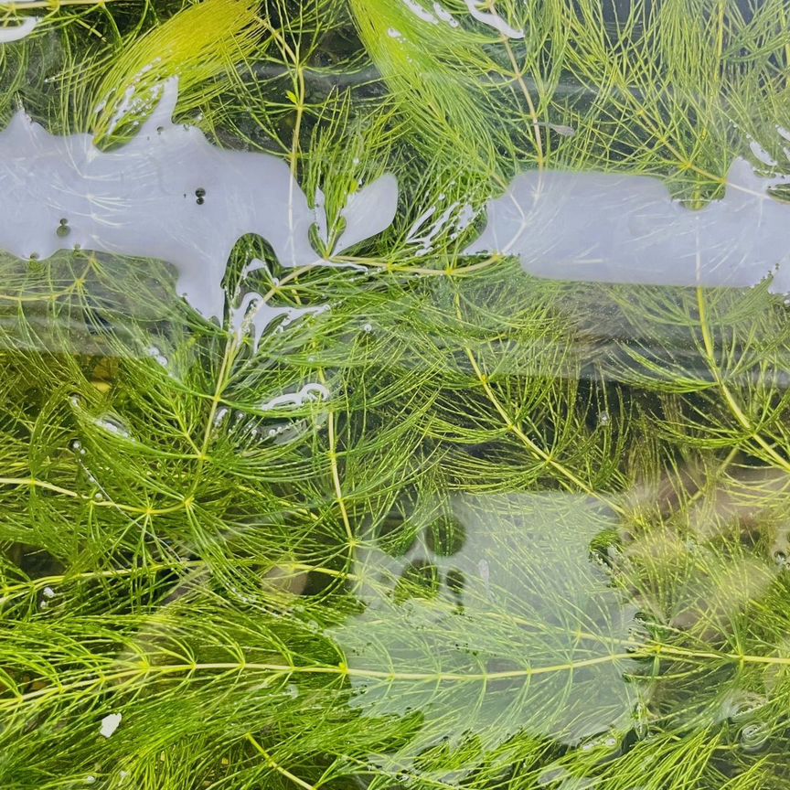 Водоросли для аквариума