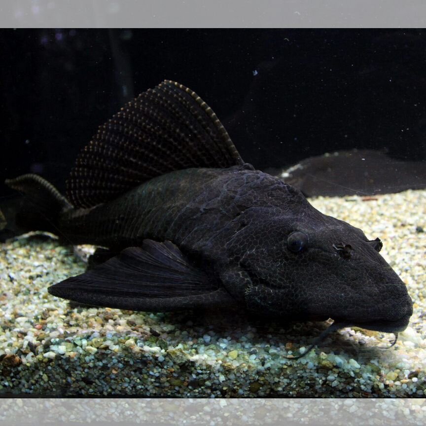 Птеригоплихт,таракатум