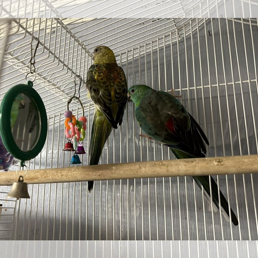 Попугай певчий