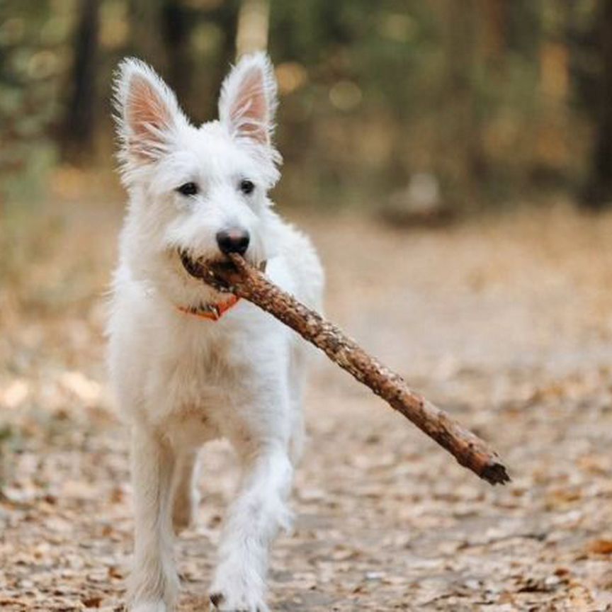 Щенок в добрые руки