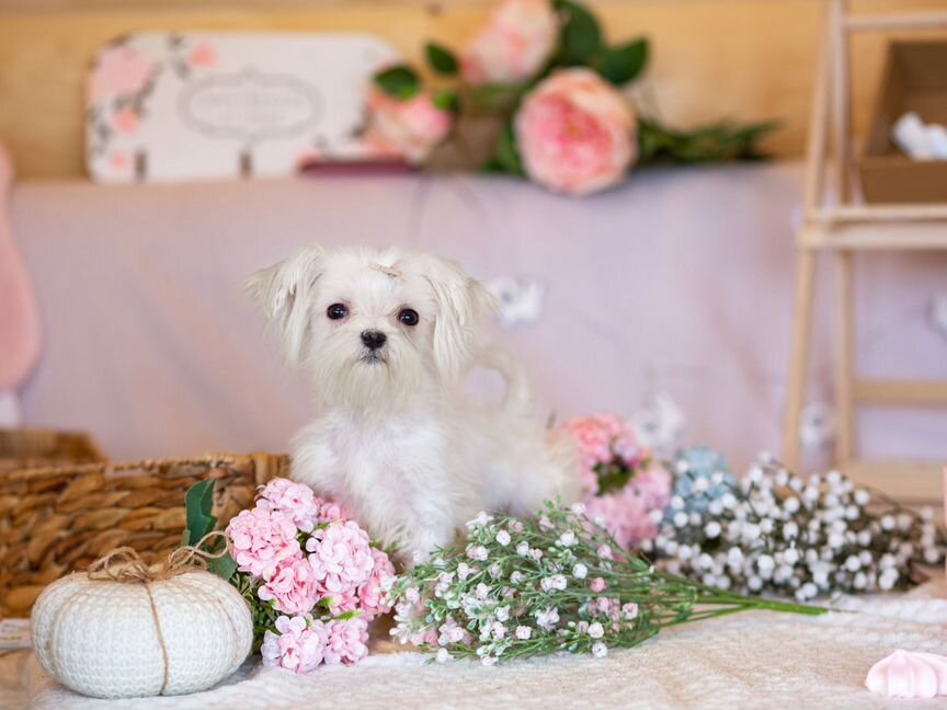 Болонка девочка