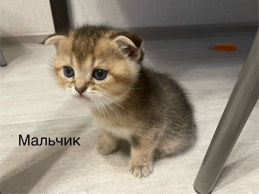 Шотландская золотая шиншилла