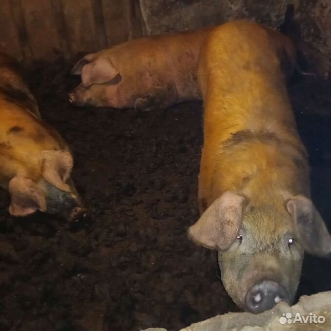 Поросенок дюрок