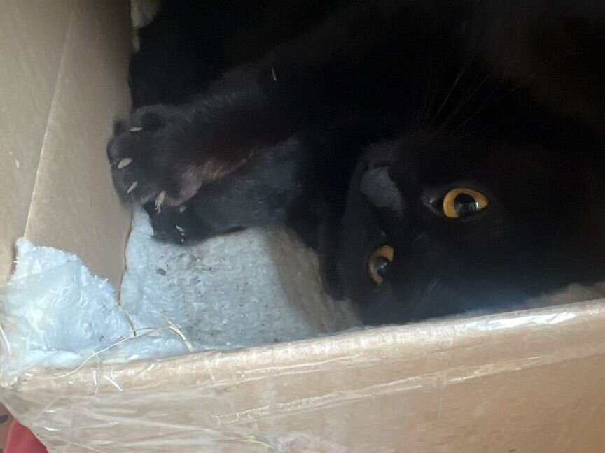 Отдам котят в добрые руки