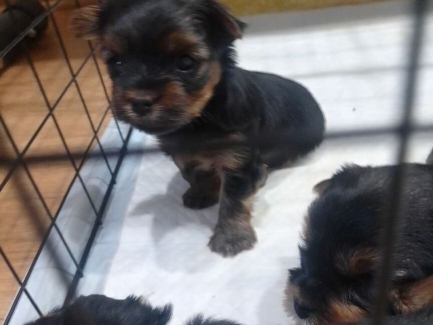 Йоркширский терьер