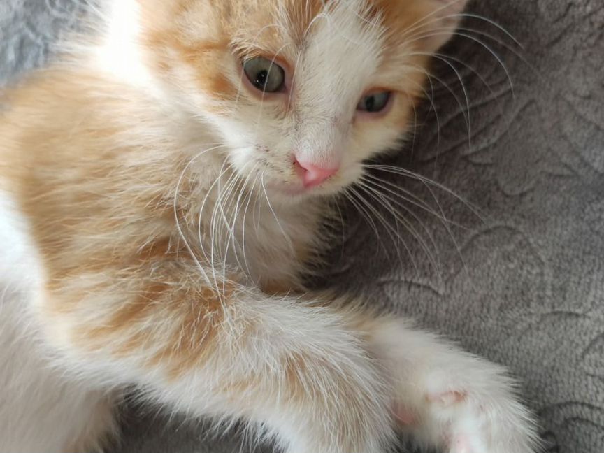 Котенок