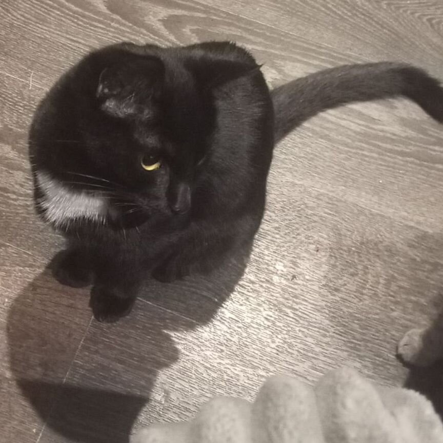 Норвежский лесной кот, взрослый