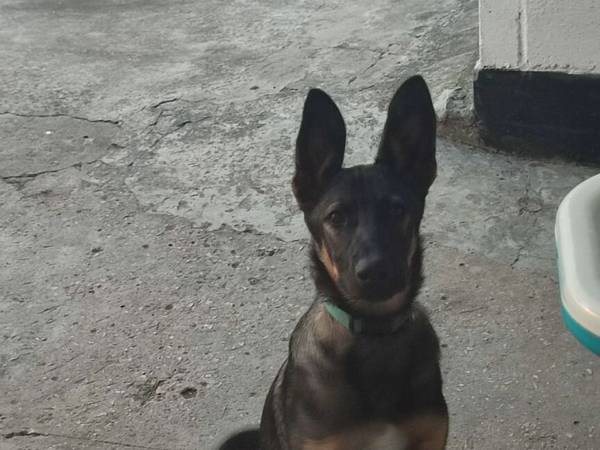 Помесь немецкой овчарки в добрые руки