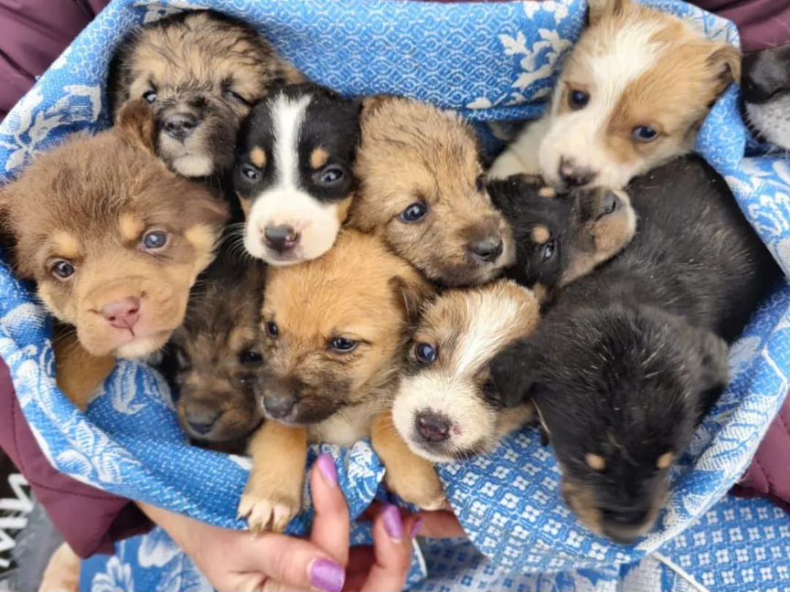 Пушистики щеночки в добрые руки