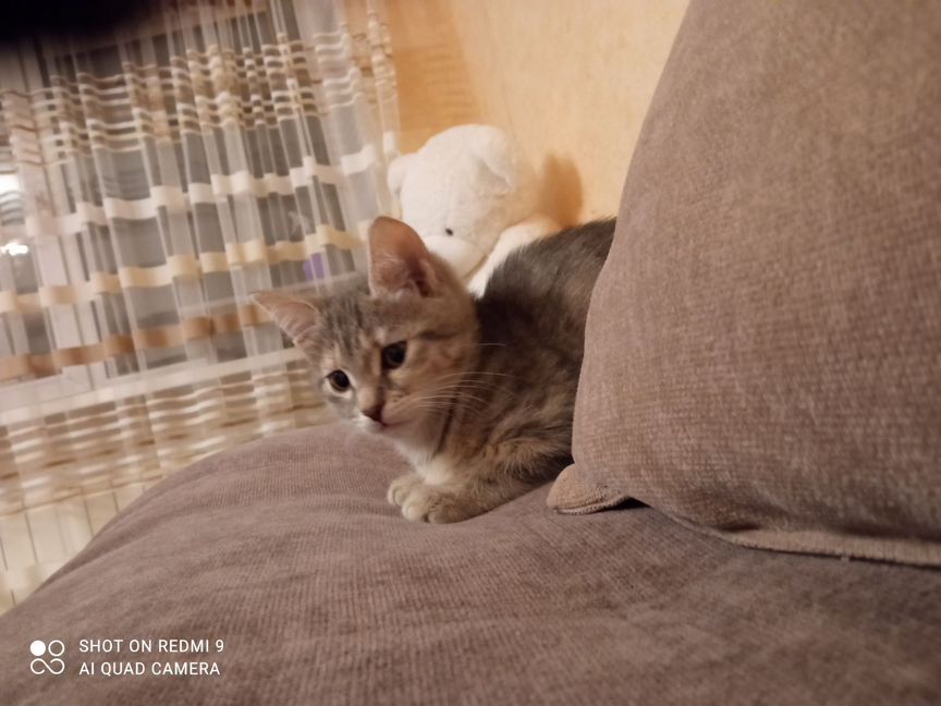 Кошки в добрые руки