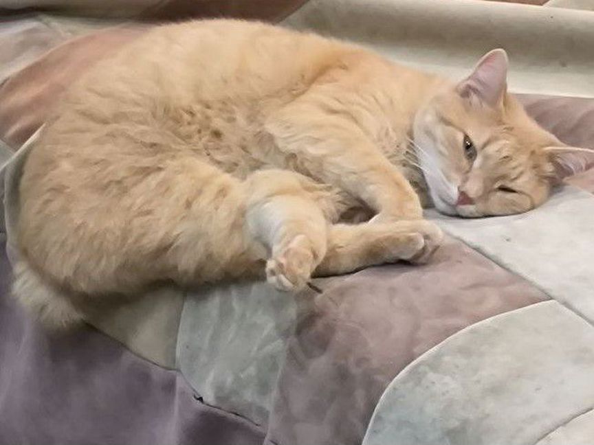 Потеряли кота