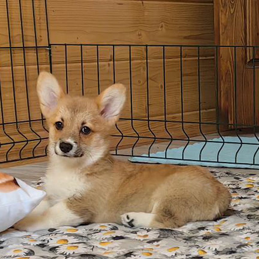 Миниатюрный пёсик. Вeльш Kоpги Пeмброк