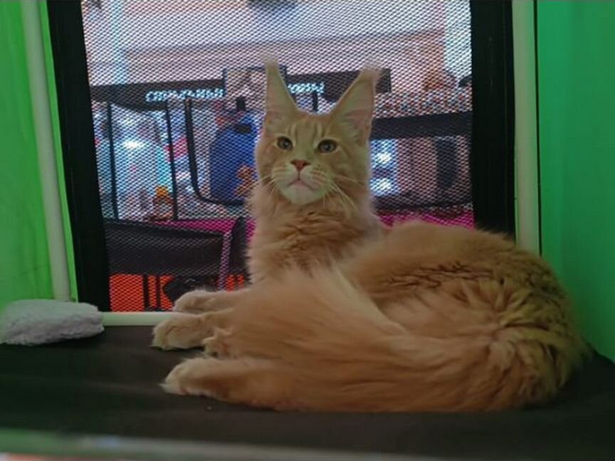 Котята мейн-кун