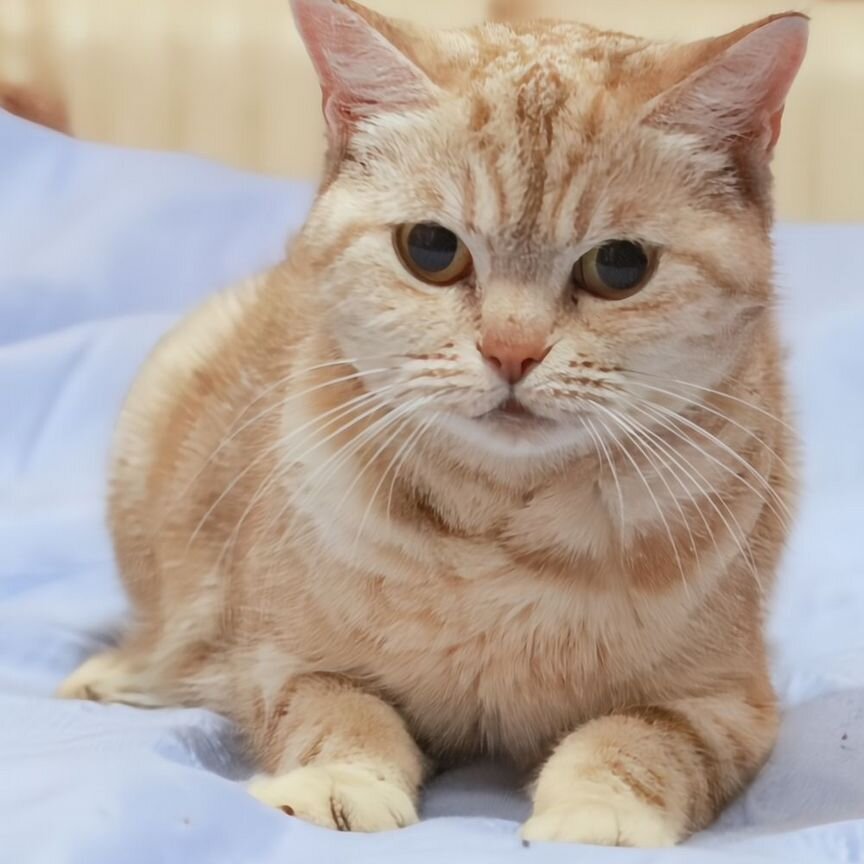 Ляля ищет дом