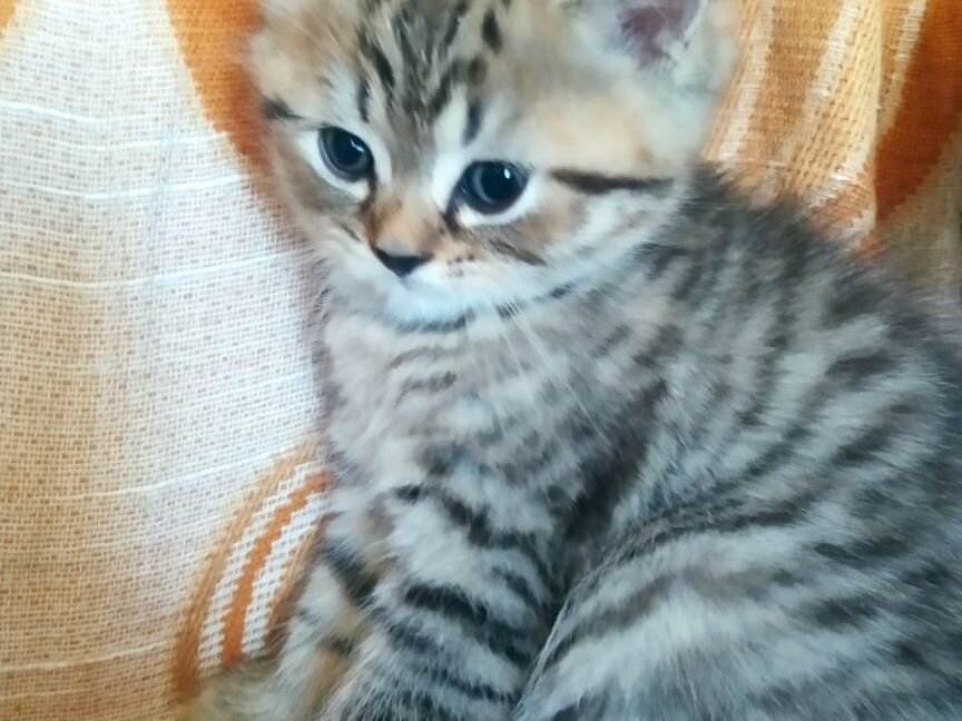 Манчкин