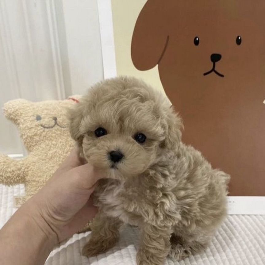 Красотка Korea-VIP