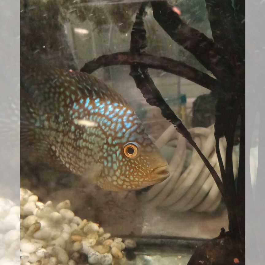 Аквариум 30 литров с рыбкой