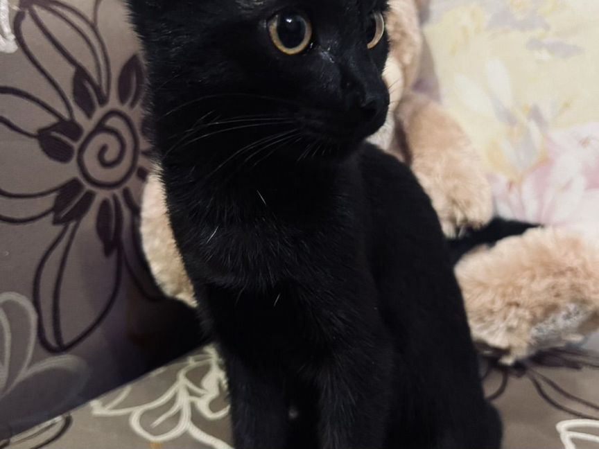 Маленькая кнопочка кошка