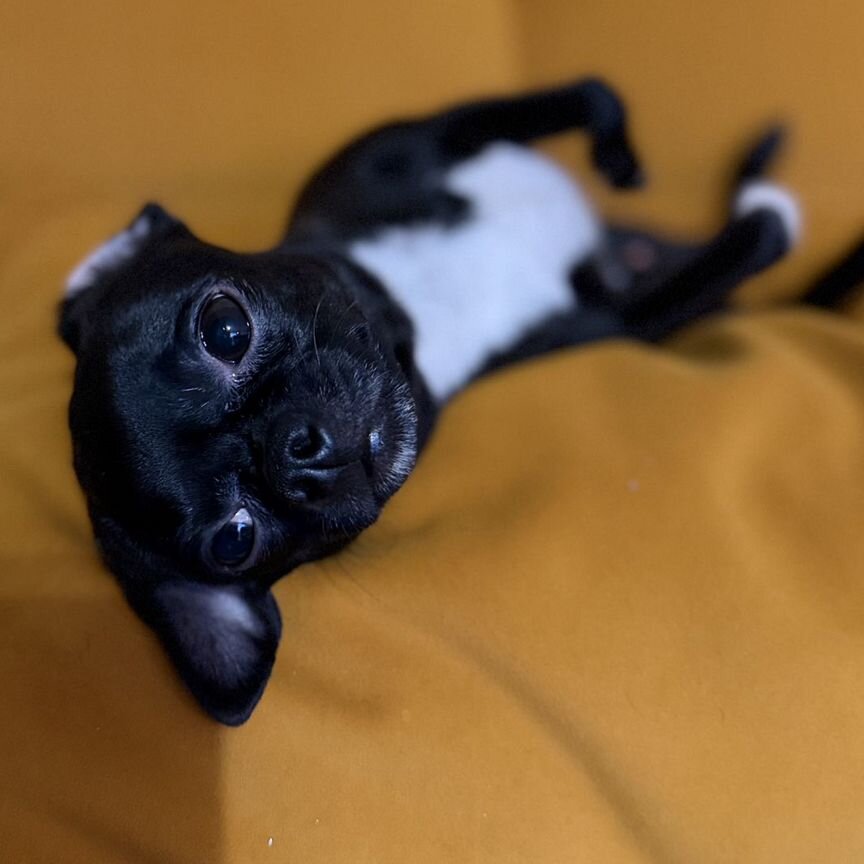 Чихуахуа, щенок