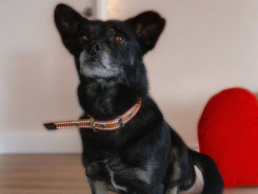 Ласковая девочка в добрые руки