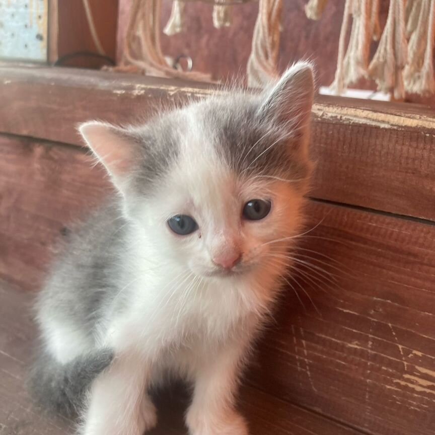 Котята в добрые руки 5 шт