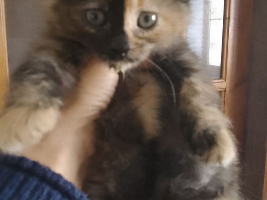 Котенок девочка трехцветная конфетка