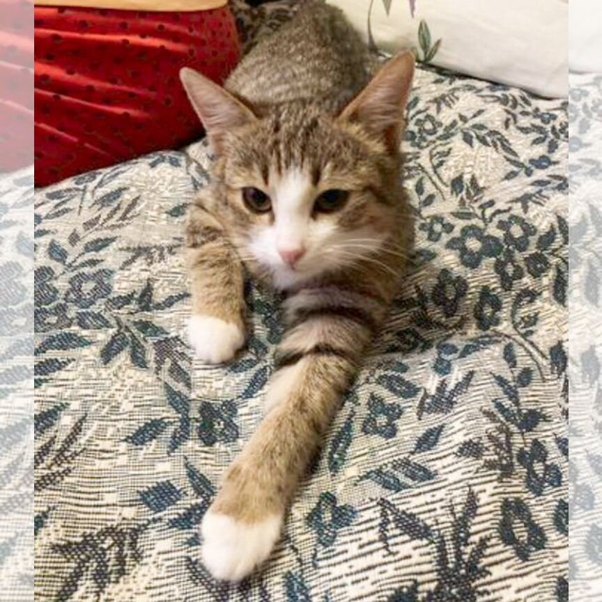 Котик и кошечка в дар